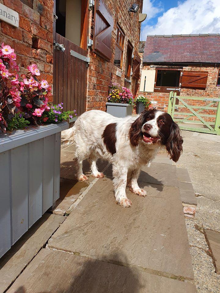 Gallery - Derrings Kennels